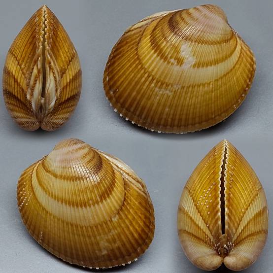 shellauction.net :: Bivalvia sp. - 3728272