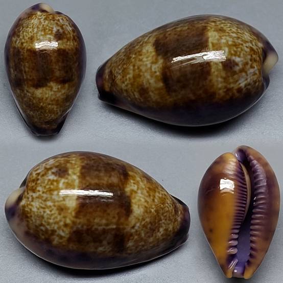 shellauction.net :: Contradusta walkeri - 3728306