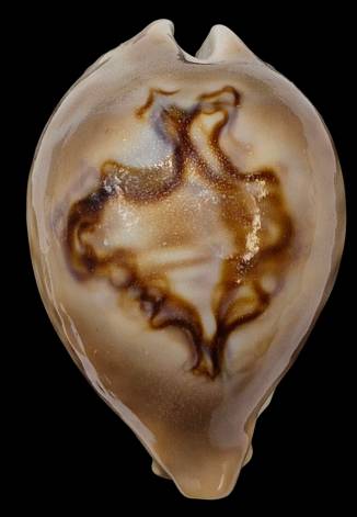 shellauction.net :: Barycypraea fultoni massieri - 3728484