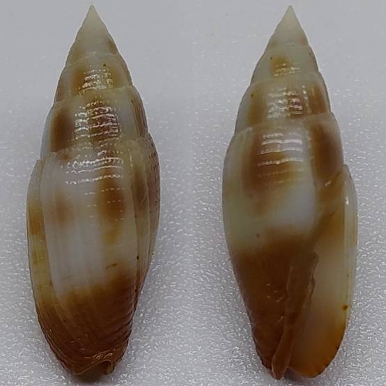 shellauction.net :: Quasimitra fulgurita - 3728701