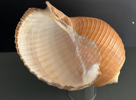 shellauction.net :: Tonna olearium - 3728731