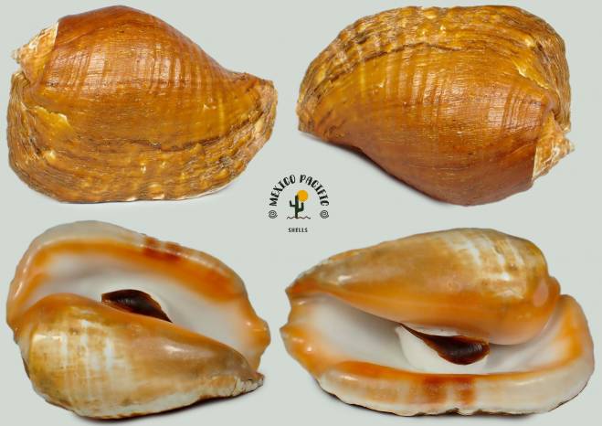 shellauction.net :: Titanostrombus galeatus - 3728737