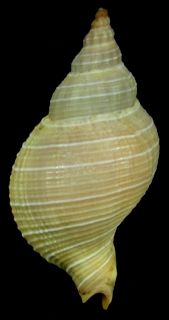 shellauction.net :: Siphonalia trochulus - 3728830