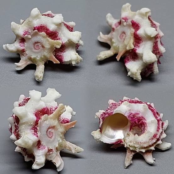 shellauction.net :: Angaria formosa - 3729052