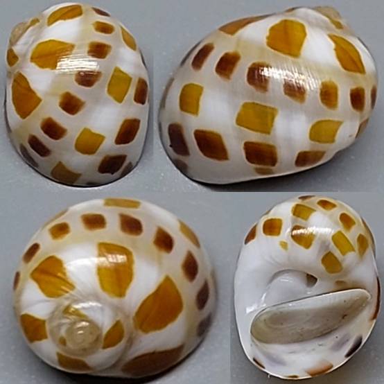 shellauction.net :: Natica sp. - 3729059