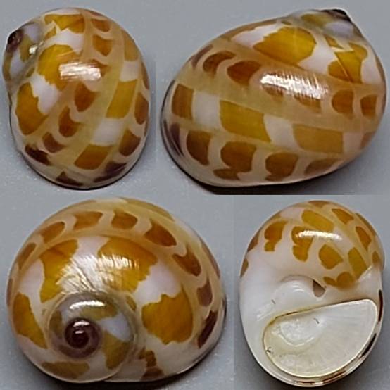 shellauction.net :: Natica sp. - 3729061