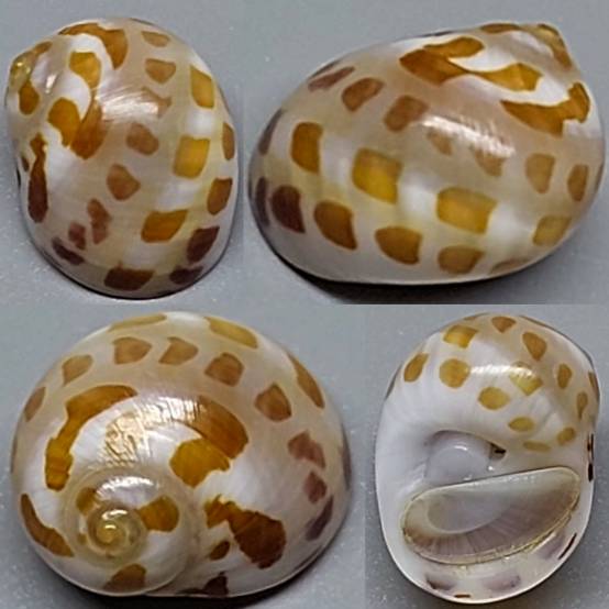 shellauction.net :: Natica sp. - 3729062