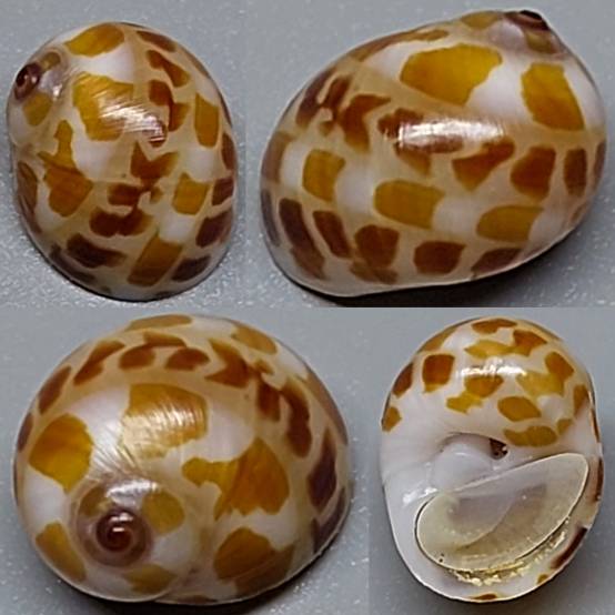 shellauction.net :: Natica sp. - 3729063