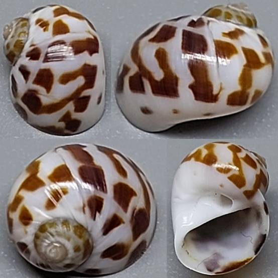 shellauction.net :: Natica sp. - 3729064