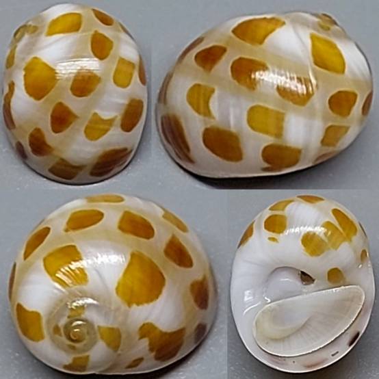 shellauction.net :: Natica sp. - 3729065