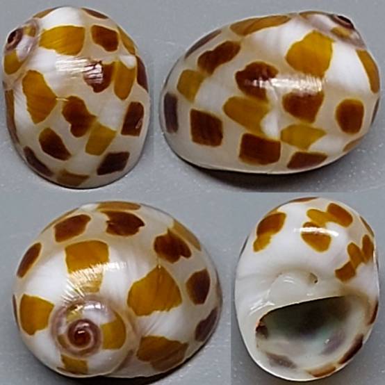 shellauction.net :: Natica sp. - 3729066