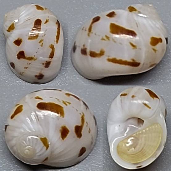 shellauction.net :: Natica sp. - 3729067