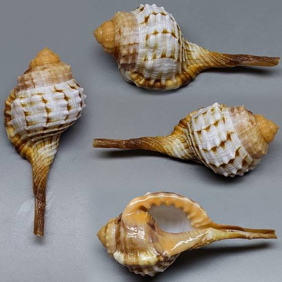 shellauction.net :: Ranularia exilis - 3729234