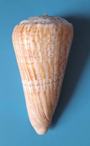 shellauction.net :: Kalloconus pulcher - 3729248