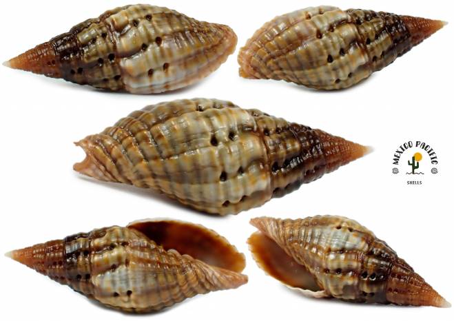 shellauction.net :: Neotiara lens - 3729280