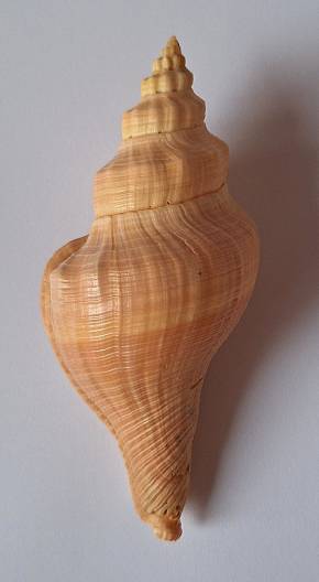 shellauction.net :: Pugilina morio - 3729311