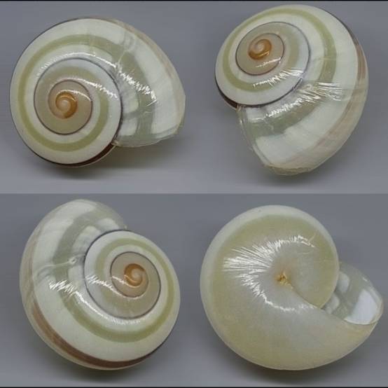 shellauction.net :: Xesta citrina - 3729353