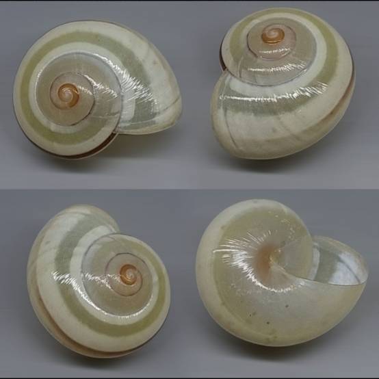 shellauction.net :: Xesta citrina - 3729354