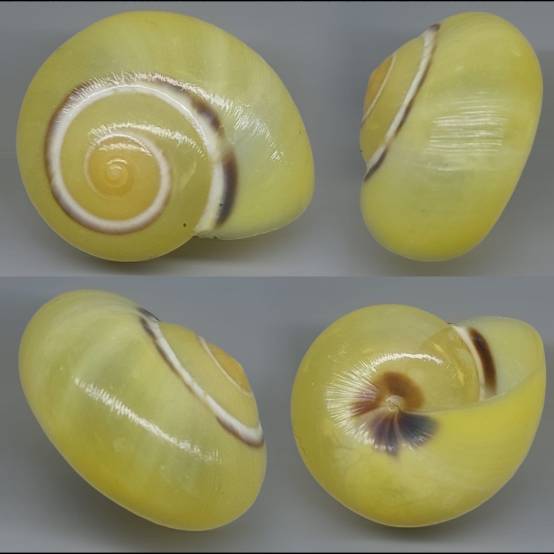 shellauction.net :: Xesta banggaiensis - 3729360