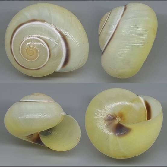 shellauction.net :: Xesta banggaiensis - 3729361