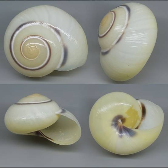 shellauction.net :: Xesta banggaiensis - 3729363