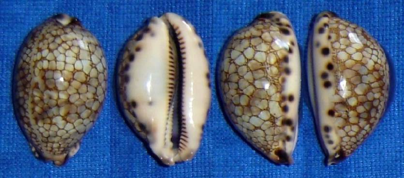 shellauction.net :: Mauritia histrio - 3729530