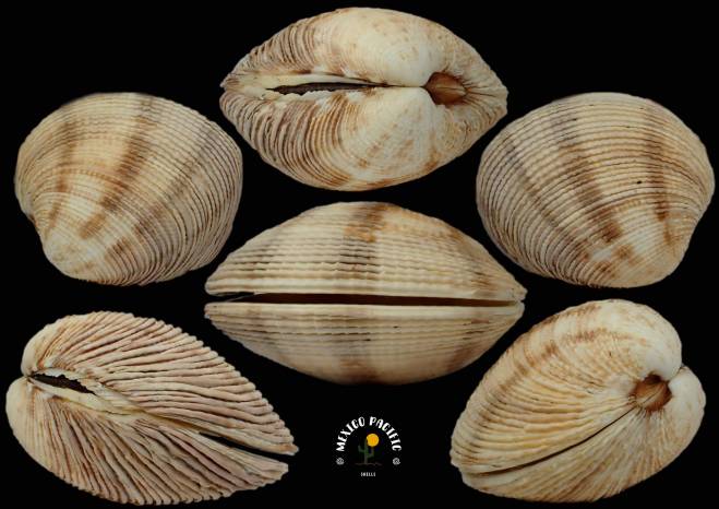 shellauction.net :: Periglypta multicostata - 3729552