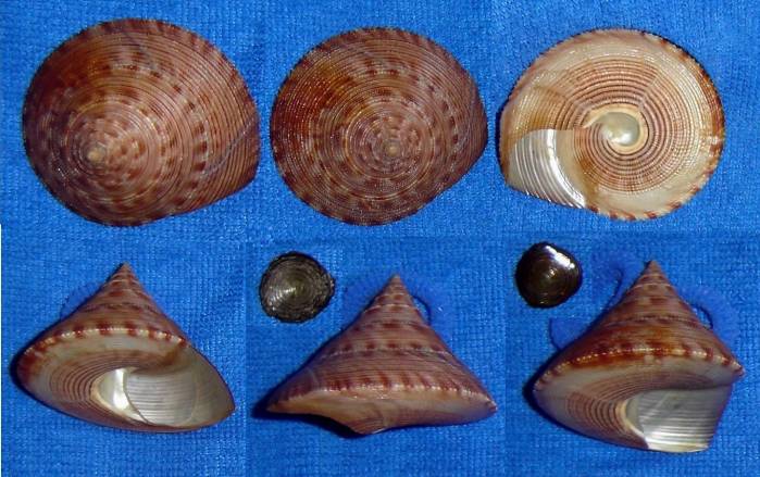 shellauction.net :: Calliostoma formosense - 3729558