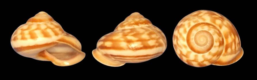 shellauction.net :: Rhynchotrochus woodlarkianus - 3729591