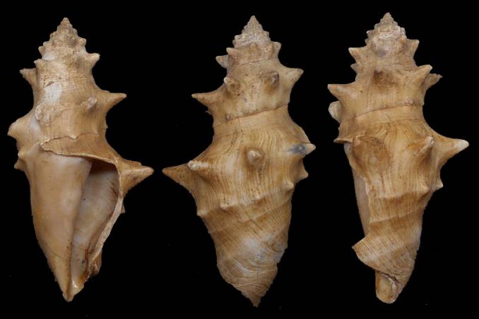 shellauction.net :: Tricornis maximus - 3729647