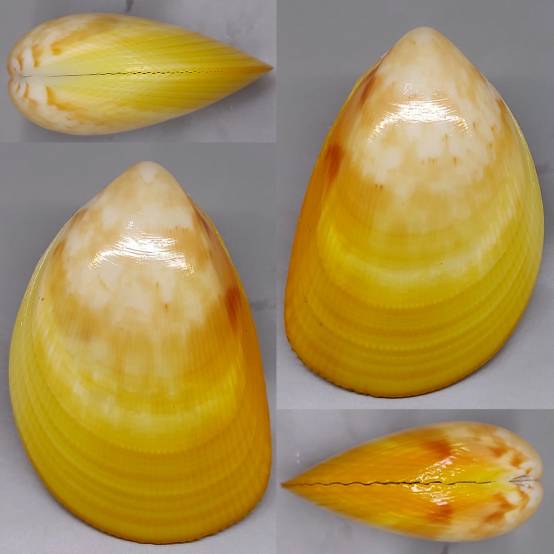 shellauction.net :: Discors multipunctatum - 3729652