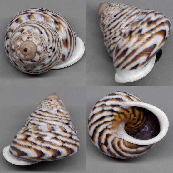 shellauction.net :: Canefriula ssp - 3729714