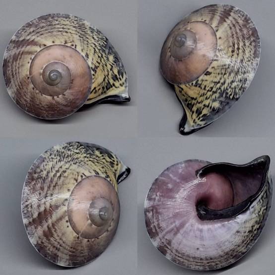 shellauction.net :: Rhynchotrochus ssp - 3729728