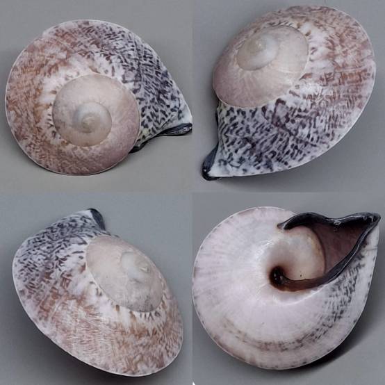 shellauction.net :: Rhynchotrochus ssp - 3729729