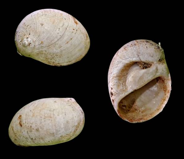 shellauction.net :: Natica cf. filosa - 3729772