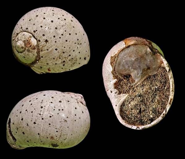 shellauction.net :: Natica sp. - 3729774