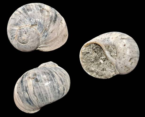 shellauction.net :: Natica cf. vitellus - 3729775