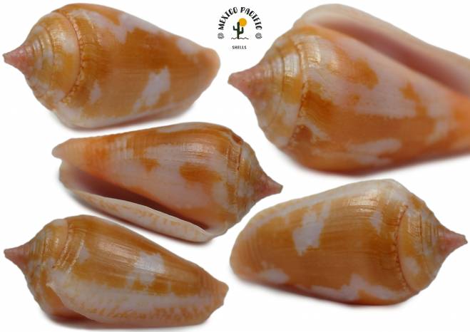 shellauction.net :: Parametaria macrostoma - 3729793