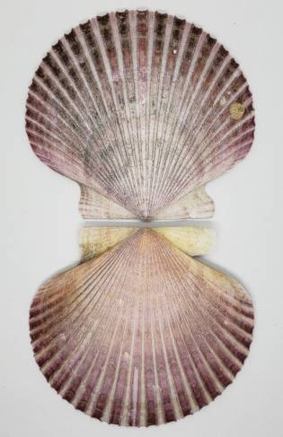 shellauction.net :: Argopecten purpuratus - 3729840