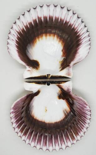 shellauction.net :: Argopecten purpuratus - 3729840