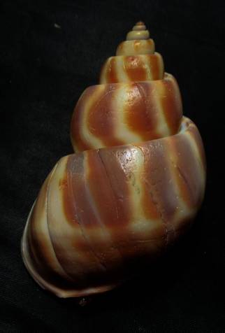 shellauction.net :: Babylonia perforata - 3729841