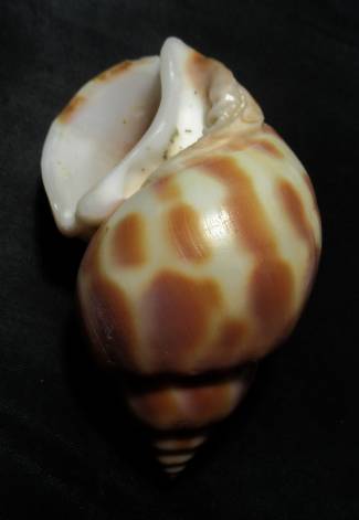 shellauction.net :: Babylonia perforata - 3729841