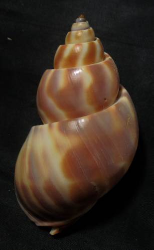 shellauction.net :: Babylonia perforata - 3729842