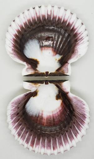 shellauction.net :: Argopecten purpuratus - 3729847