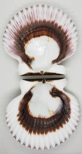 shellauction.net :: Argopecten purpuratus - 3729860