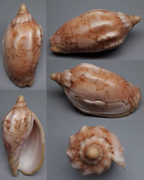 shellauction.net :: Cymbiola mariaemma - 3729888