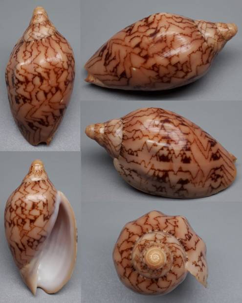 shellauction.net :: Cymbiola mariaemma - 3729900