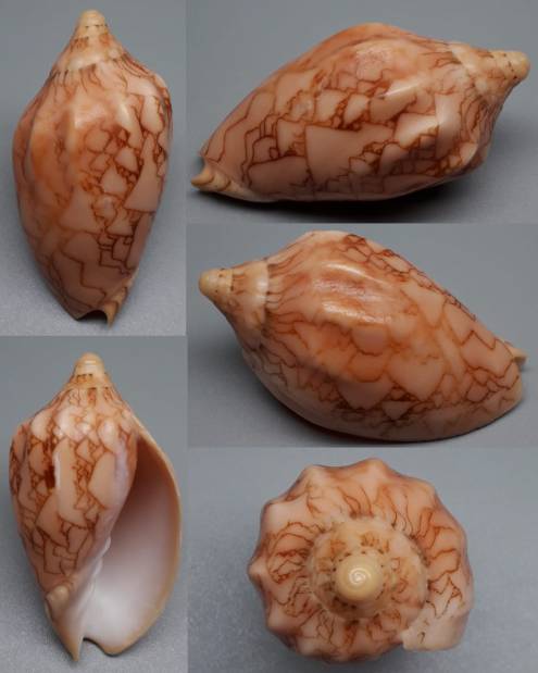 shellauction.net :: Cymbiola mariaemma - 3729903