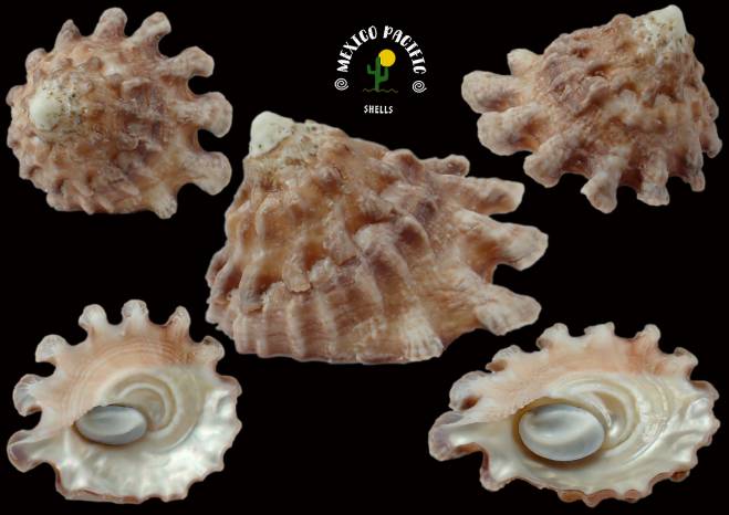 shellauction.net :: Astraea unguis - 3729954