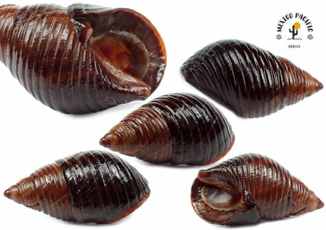 shellauction.net :: Planaxis obsoletus - 3730086